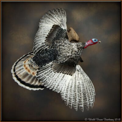 Turkey Taxidermy Mounts - Huffman Taxidermy LLC