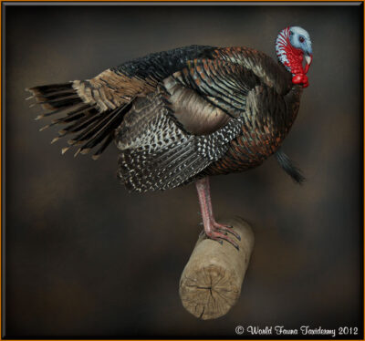 Turkey Taxidermy Mounts - Huffman Taxidermy LLC