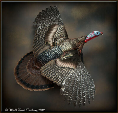 Turkey Taxidermy Mounts - Huffman Taxidermy LLC