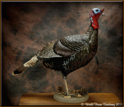 Turkey Taxidermy Mounts - Huffman Taxidermy LLC