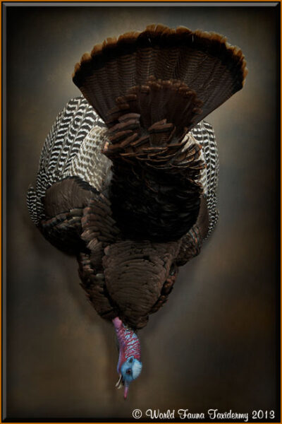 Turkey Taxidermy Mounts - Huffman Taxidermy LLC