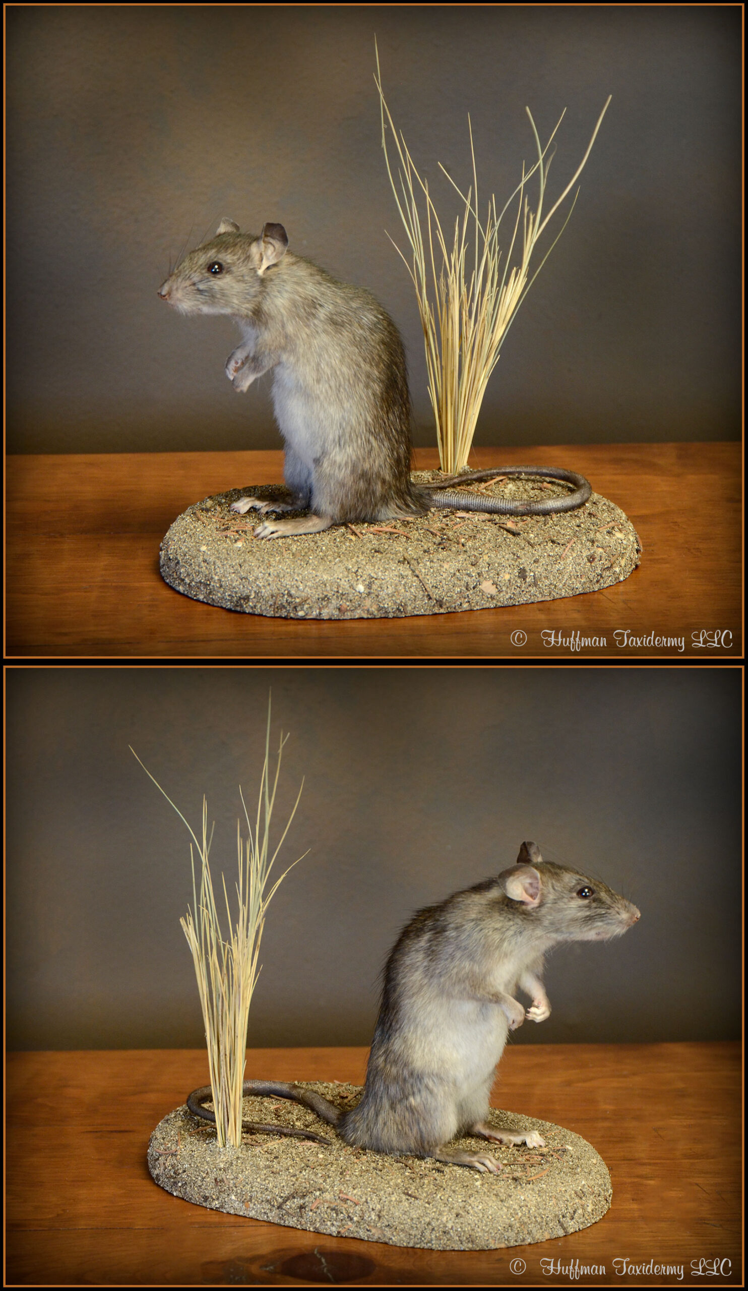 Roof Rat Taxidermy Mount # 2226 - Huffman Taxidermy LLC
