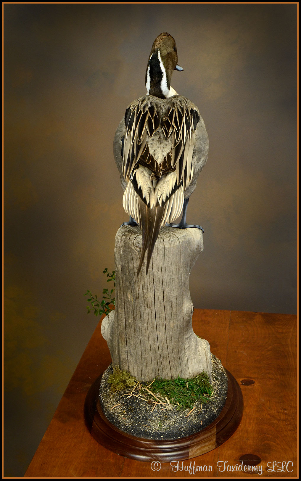 Northern Pintail Drake Taxidermy Mount # 2512