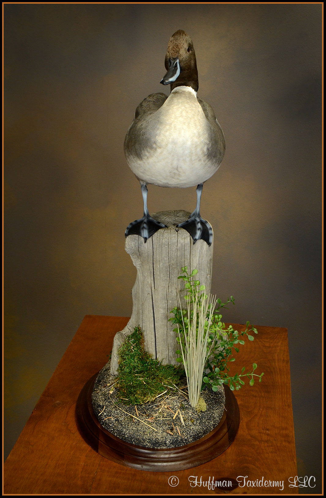 Northern Pintail Drake Taxidermy Mount # 2512