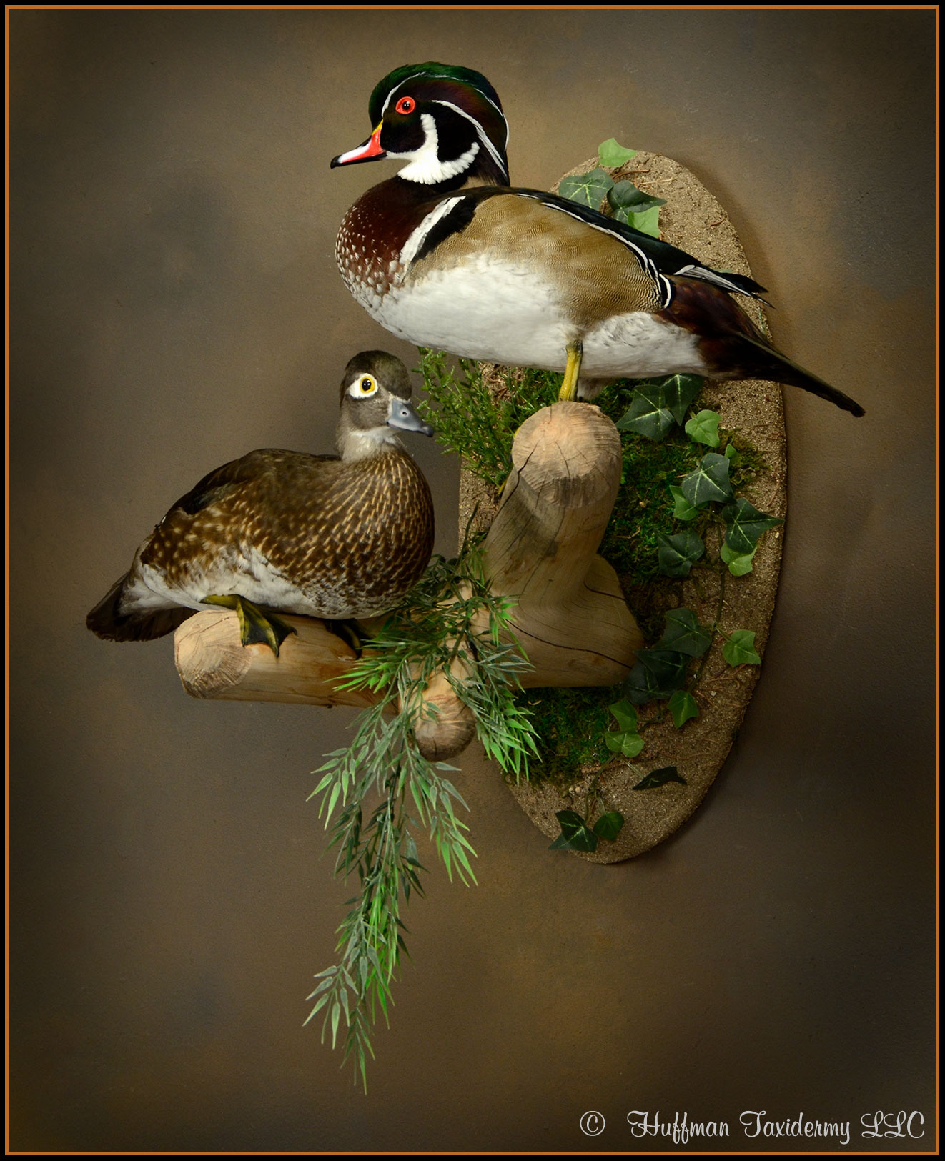Wood Duck Pair Taxidermy Mount # 2513 - Huffman Taxidermy
