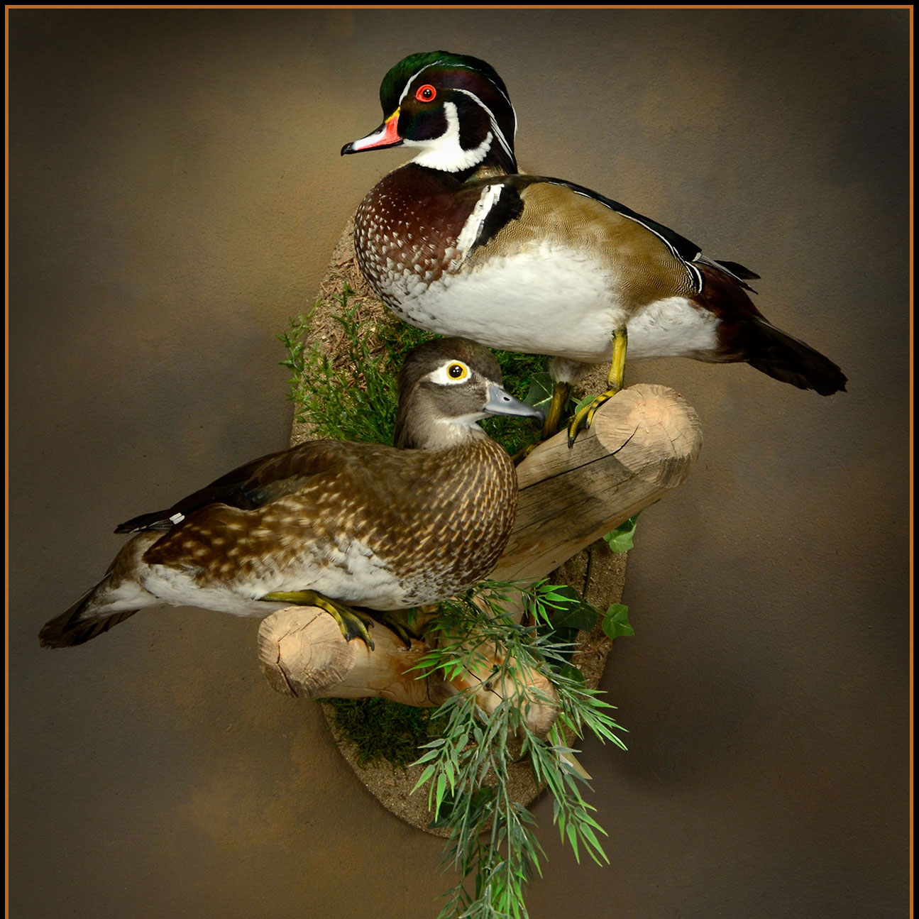Wood Duck Pair # 2513 - Huffman Taxidermy LLC