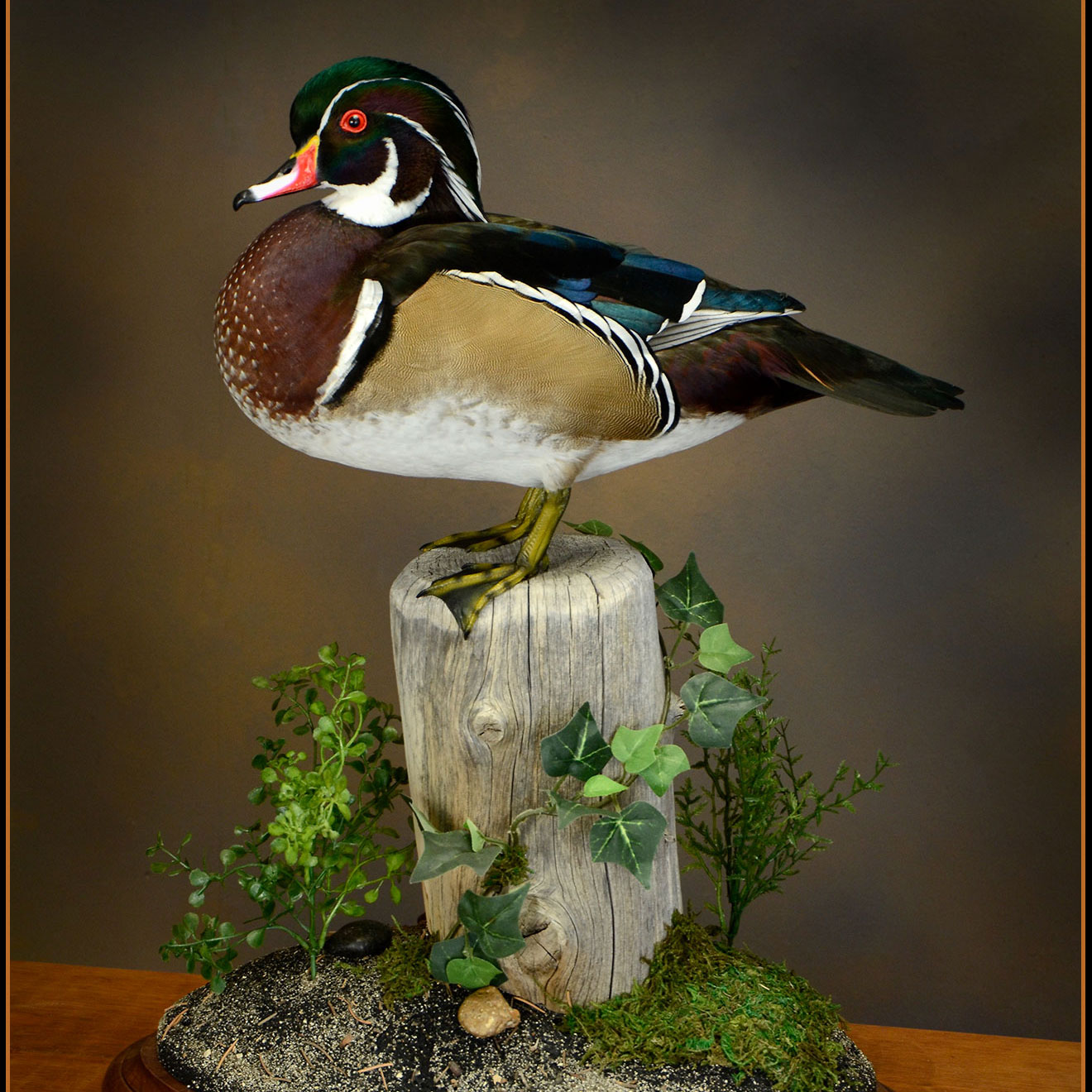 Wood Duck Drake # 2514 - Huffman Taxidermy LLC