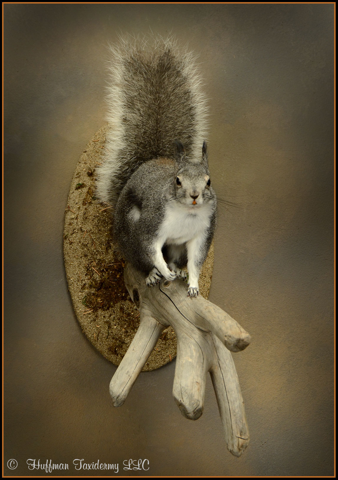 Abert’s Squirrel Taxidermy Mount (Grey Phase) # 2523 *** SOLD