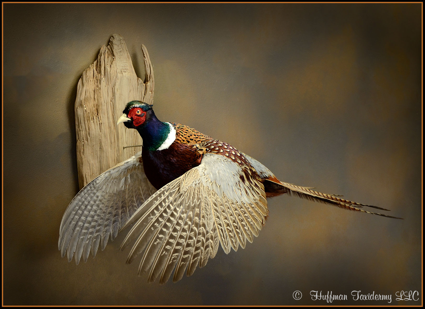 Ringneck Pheasant Taxidermy Mount # 2524 - Huffman Taxidermy