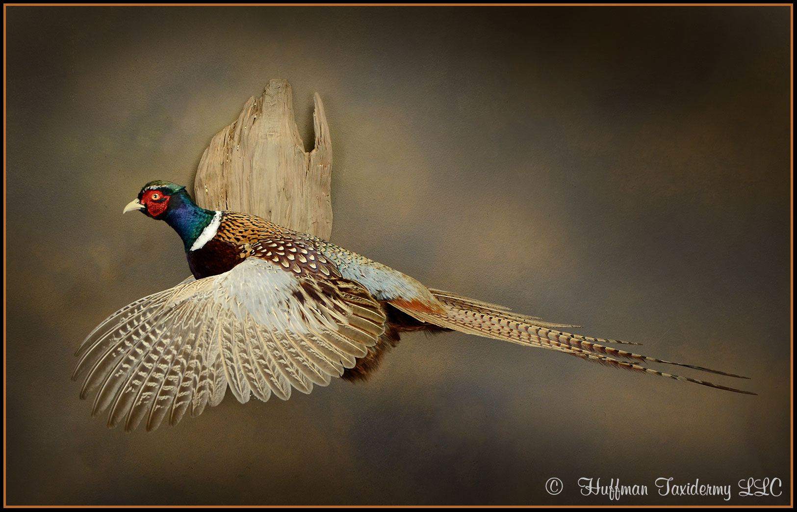 Ringneck Pheasant Taxidermy Mount # 2524 - Huffman Taxidermy