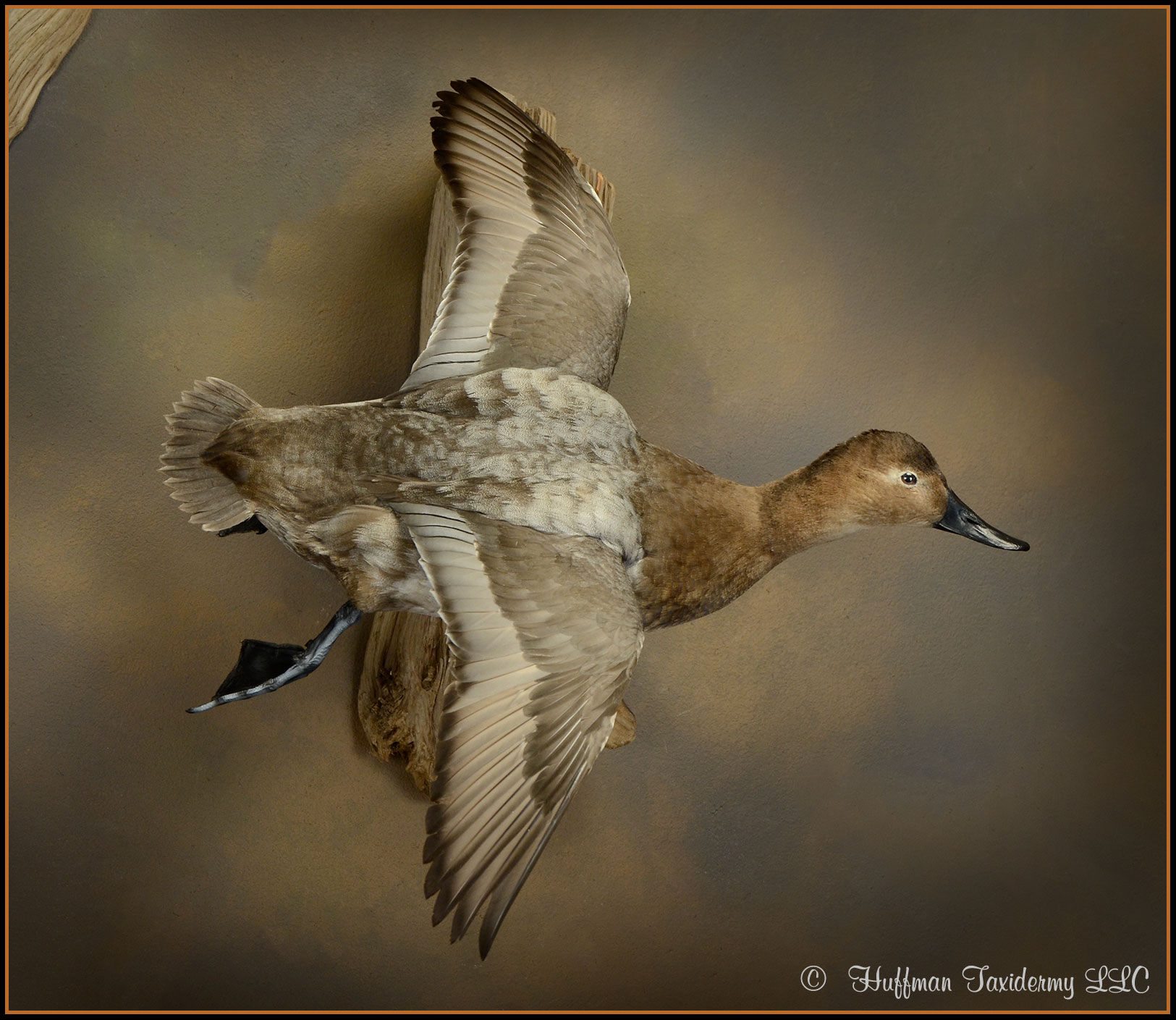 Canvasback Pair Taxidermy Mount # 2526 - Huffman Taxidermy