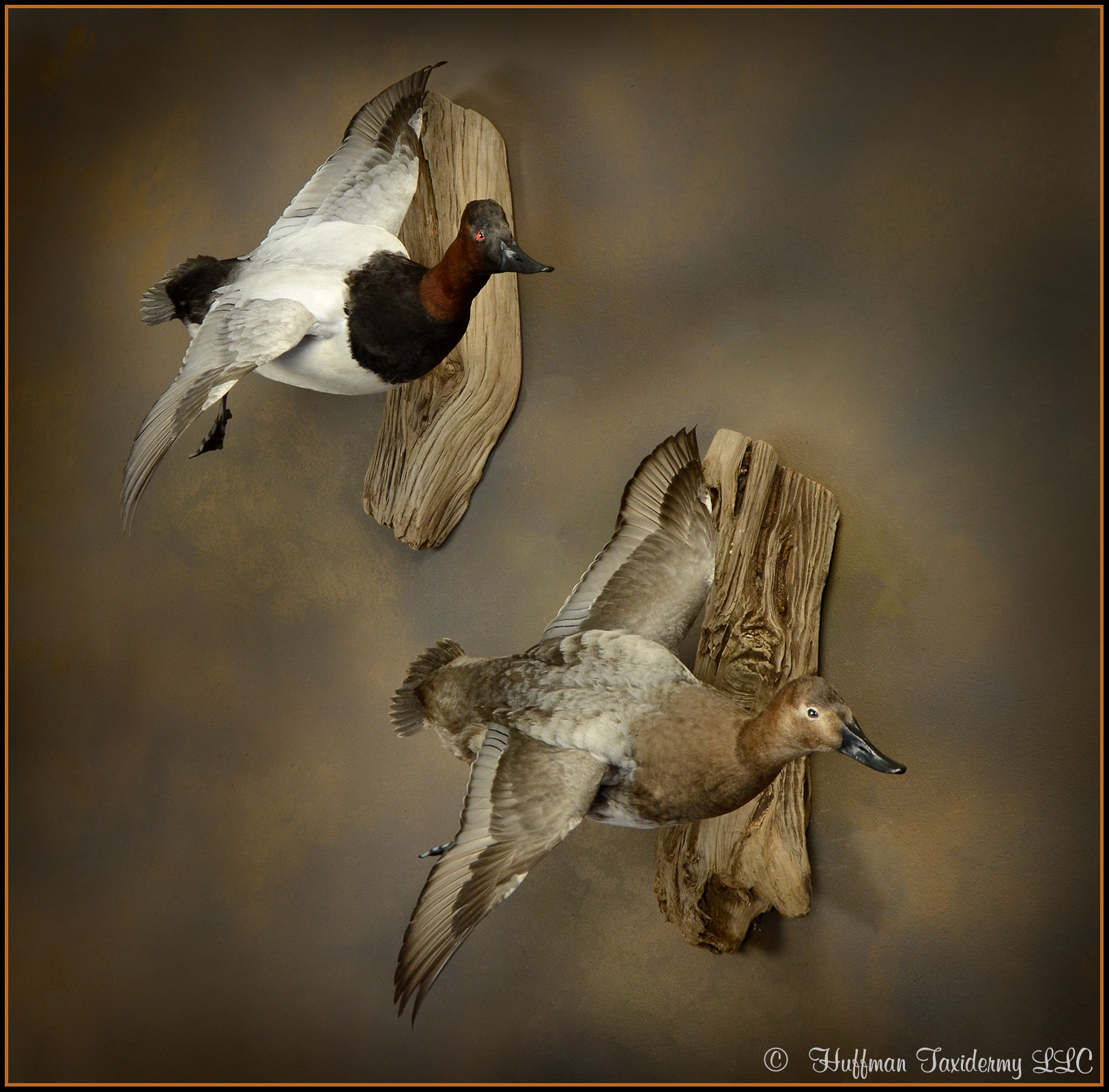 Canvasback Pair Taxidermy Mount # 2526 - Huffman Taxidermy