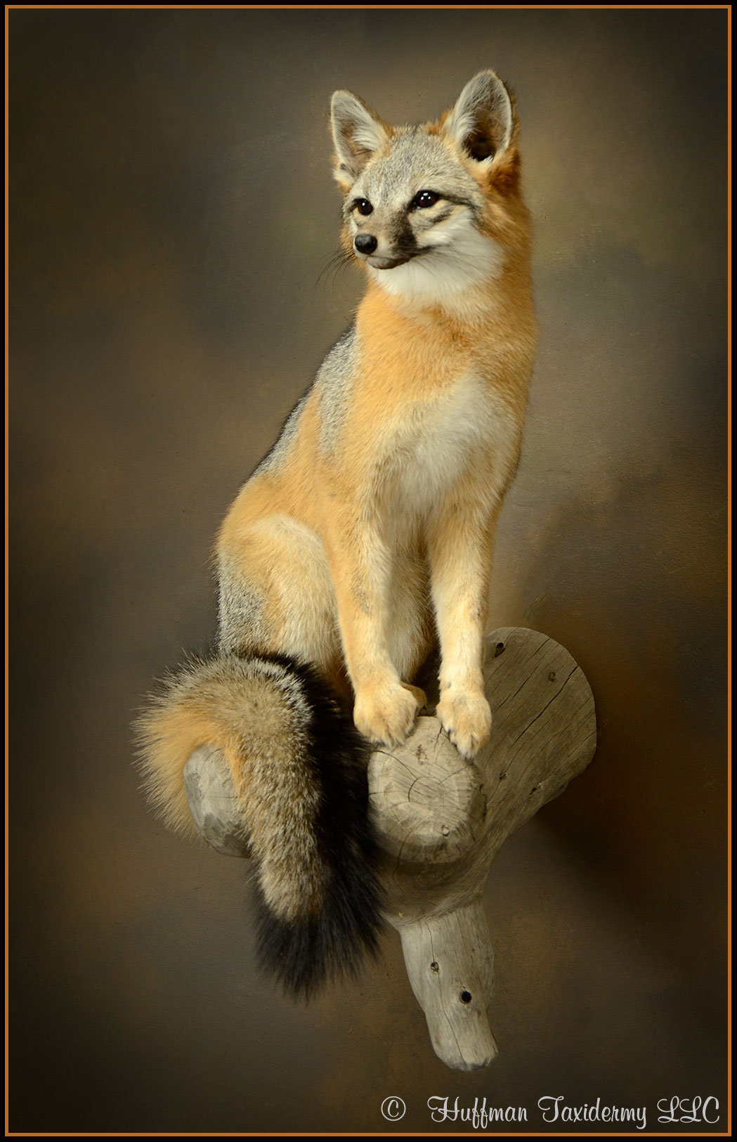 Grey Fox Taxidermy Mount # 2529 - Huffman Taxidermy