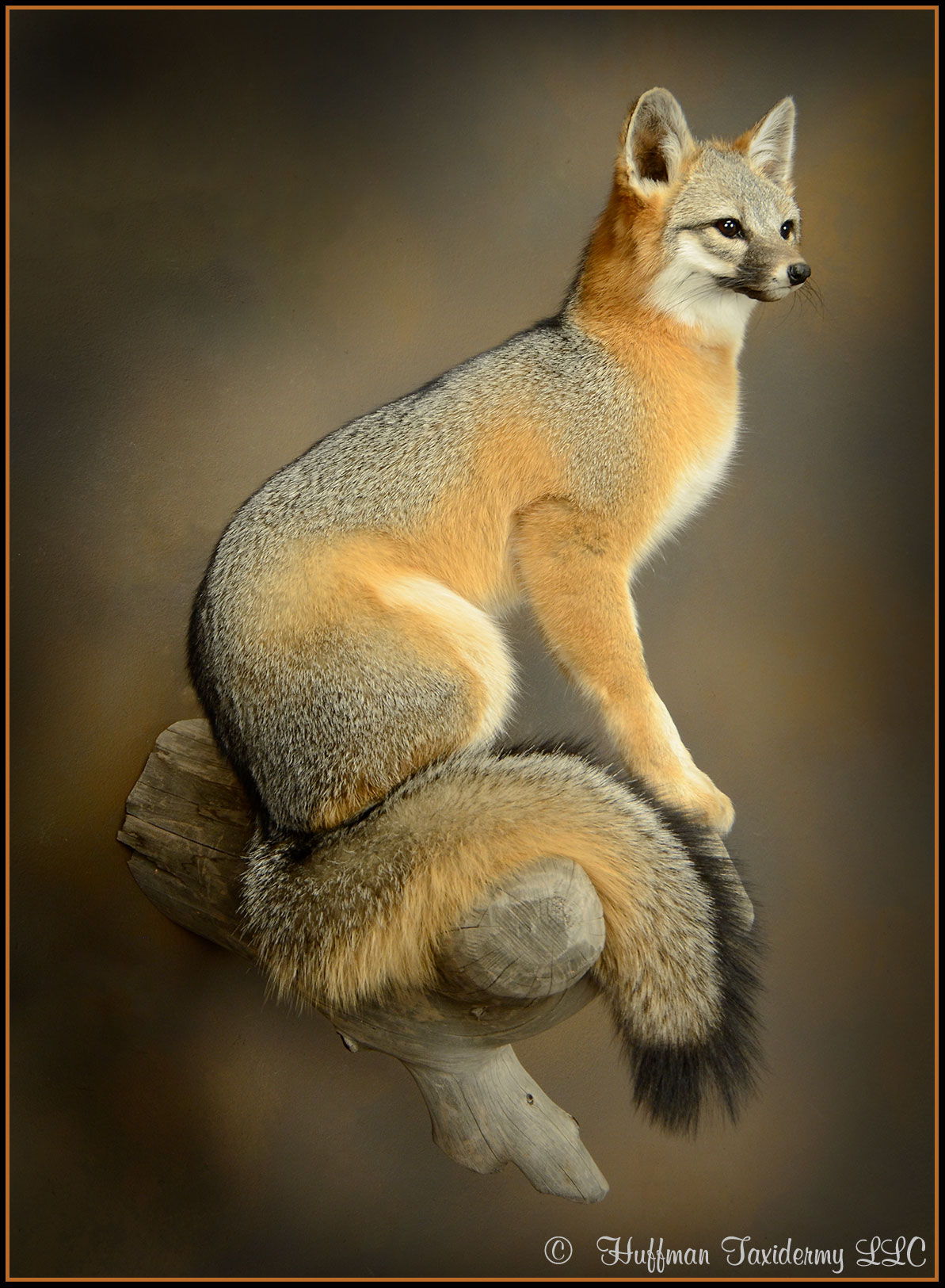 Grey Fox Taxidermy Mount # 2529 - Huffman Taxidermy