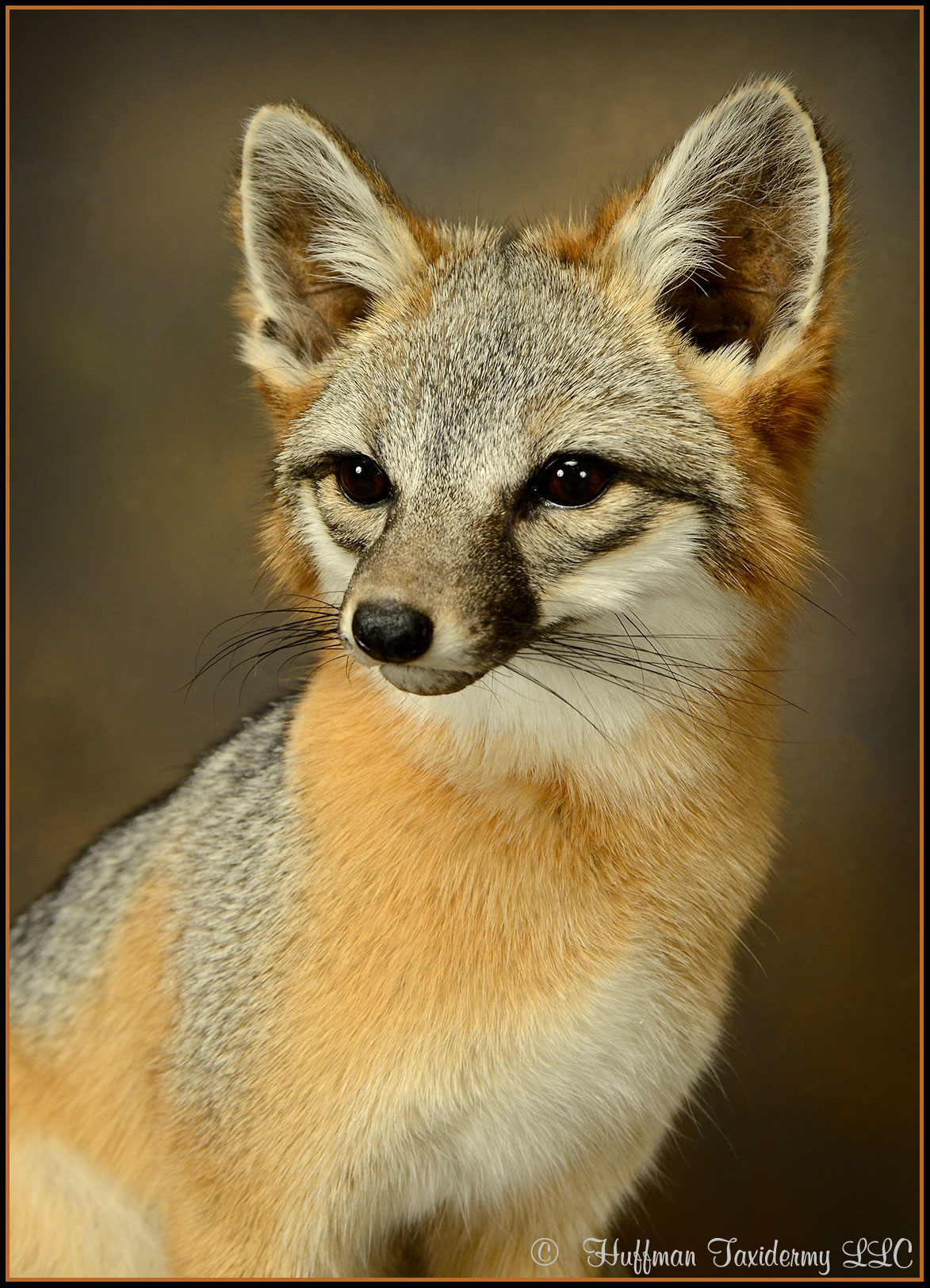 Grey Fox Taxidermy Mount # 2529 - Huffman Taxidermy