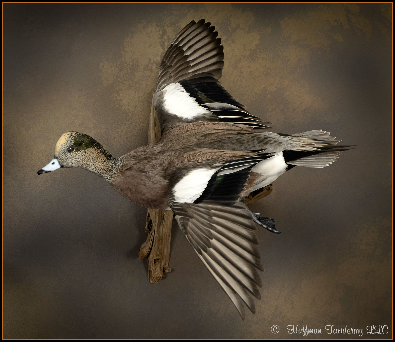 Wigeon Pair Taxidermy Duck Mounts #2613 - Huffman Taxidermy